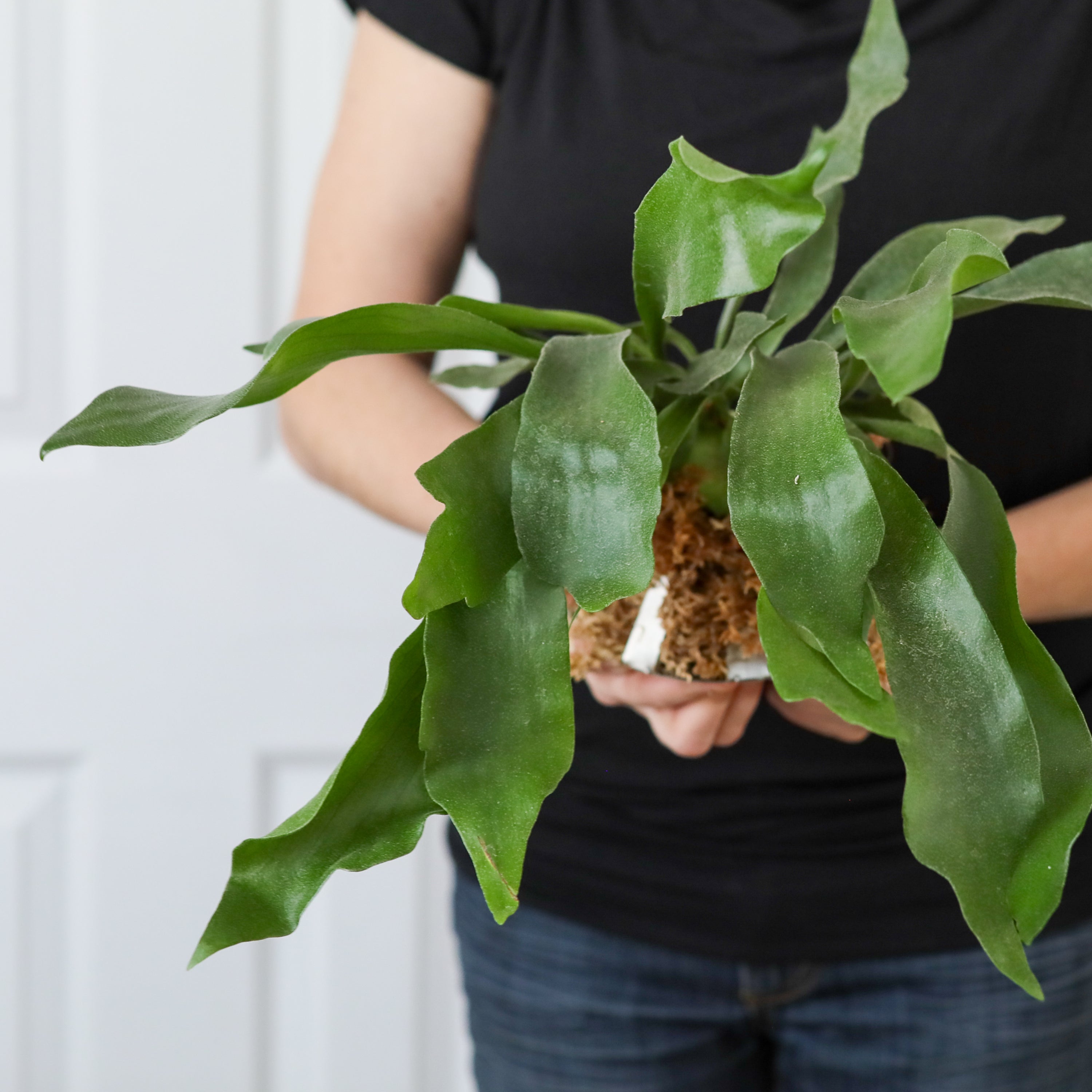 Collections – Vert metal