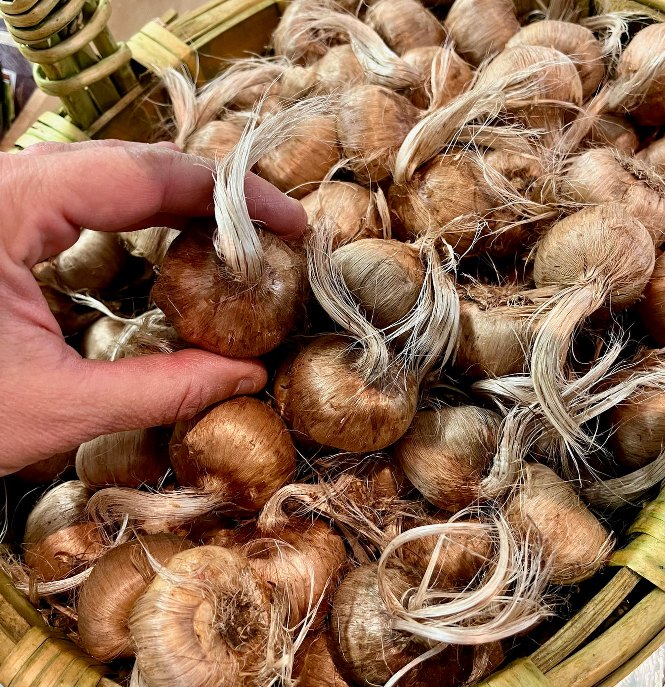 Safran – Vert metal