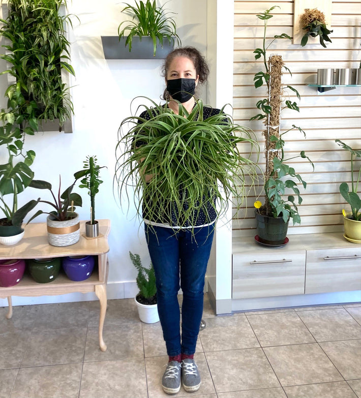 La Boutique – Vert metal