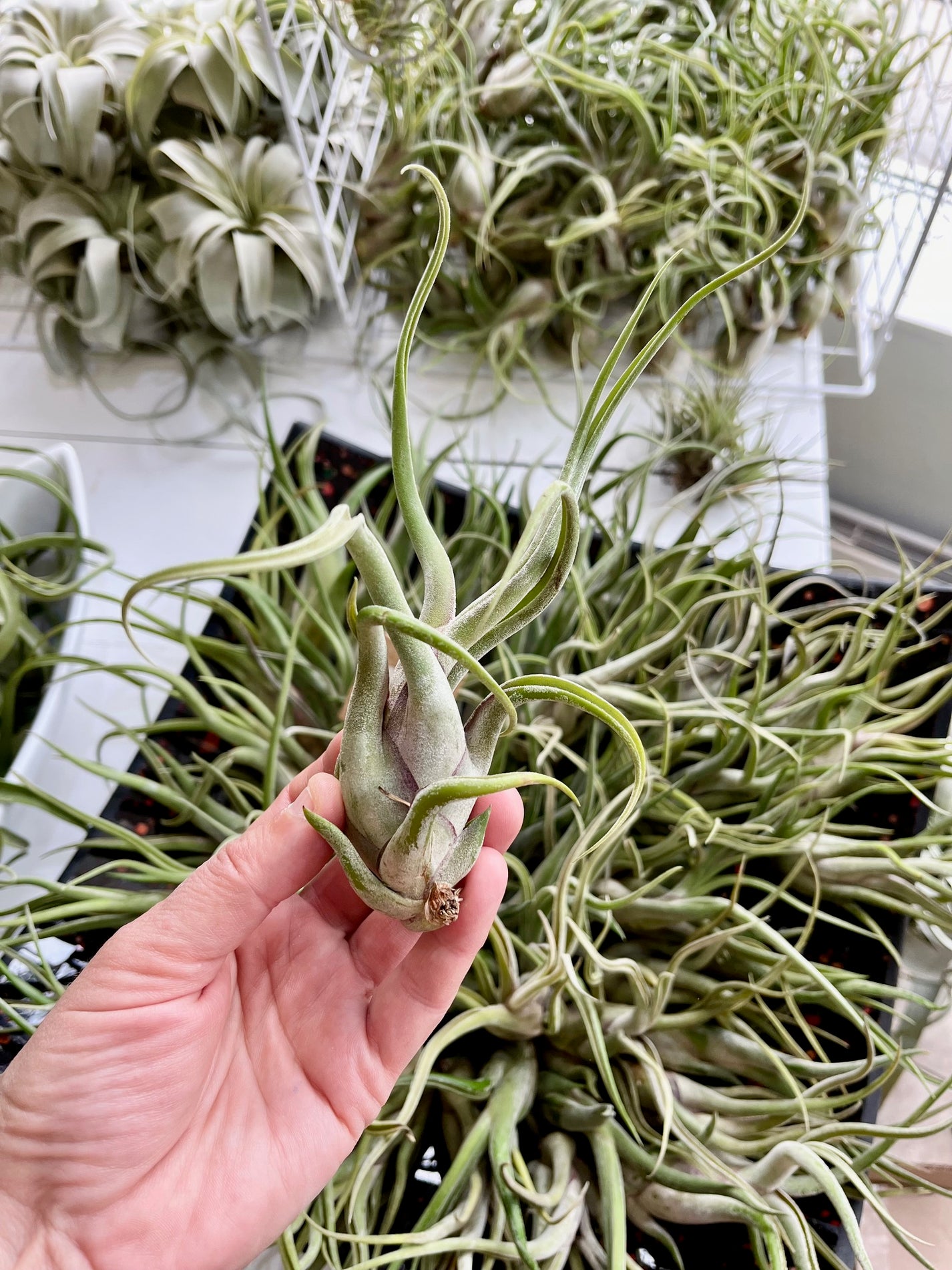 Tillandsia caput-medusa – Vert metal